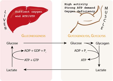 Gluconeogenesis Function Control Teachmephysiology