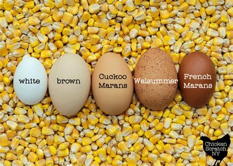 Rainbow Dozen Plan For Colorful Eggs From Your Flock