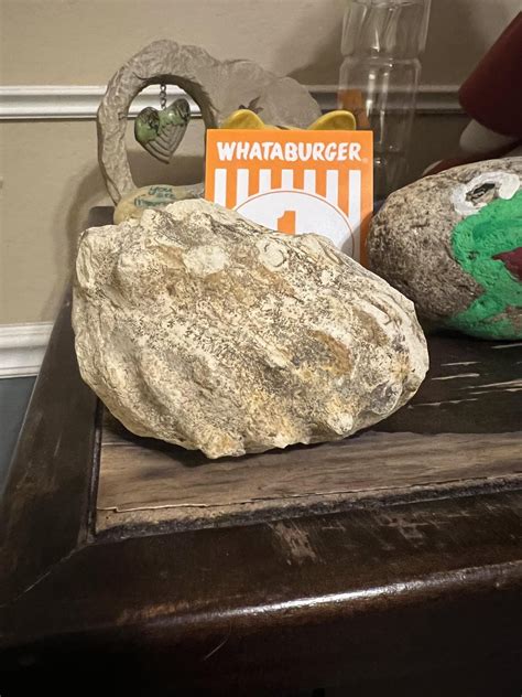 Found In North Texas Is This A Cephalopod Shell Of Some Kind Rfossilid