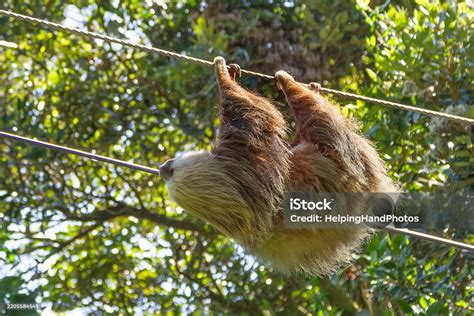 Close Up Side View Of Costa Rican Sloth Hanging Upside Down From Cable