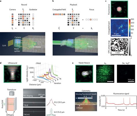 Guidestar Assisted Wavefront Shaping Methods For Focusing Light Into Biological Tissue Pmc