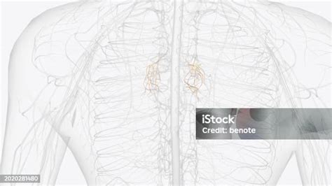 The Pulmonary Plexus Is An Autonomic Plexus Formed From Pulmonary Branches Of Vagus Nerve And