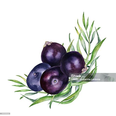 아사이 열매와 야자수 잎의 구성은 흰색 배경에 분리된 수채화 그림이다 이국적인 아마존 작은 보라색 열매 열대 과일 손으로 그렸습니다 포장 라벨을 위한 디자인 요소 0명에