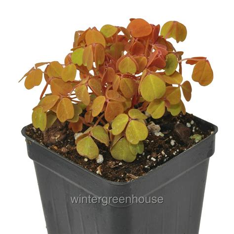 Oxalis Spiralis Aurea Plum Crazy Amber Containersize Etsy