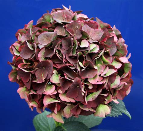 Hydrangea Macrophylla Ruby Red™