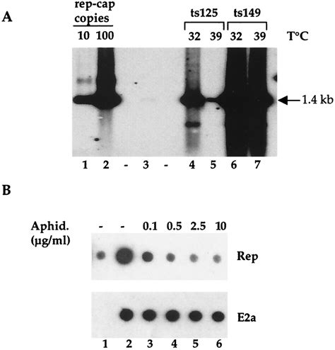A Effect Of Thermosensitive Adenovirus Mutants On Repcap