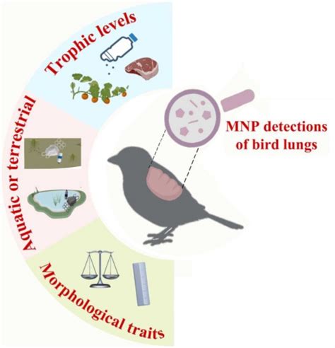연재 서울신문 `핵잼 사이언스` 해양 생물 이어 야생 조류 폐에도 미세 플라스틱 핵잼 사이언스 Zum 뉴스