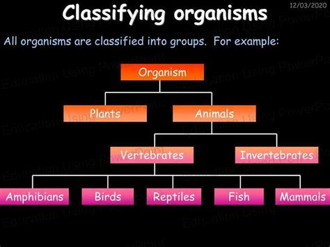 7d Variation And Classification Education Using Powerpoint
