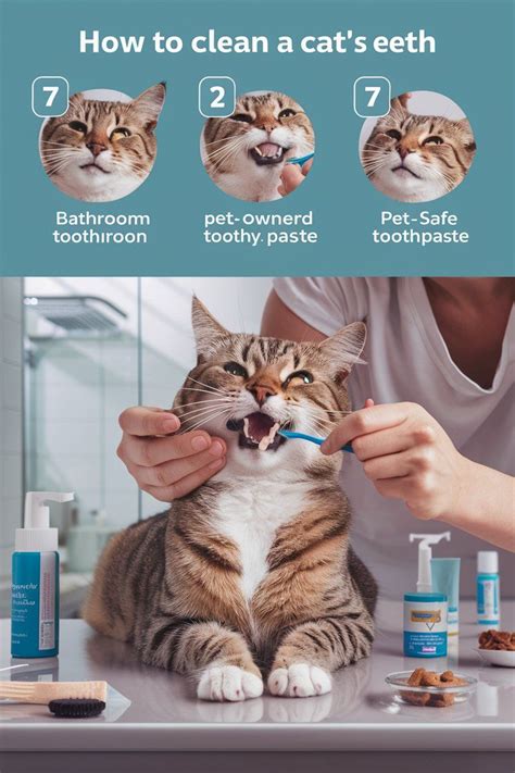 Easy Steps To Clean Your Cats Teeth Cat Dental Care Advice Cat