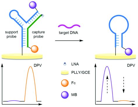 Schematic Representation Of A Biosensor For The Detection Of Single Download Scientific Diagram