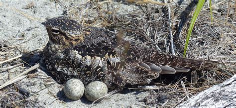 Common Nighthawk Species At Risk Recovery Gulf Islands National Park