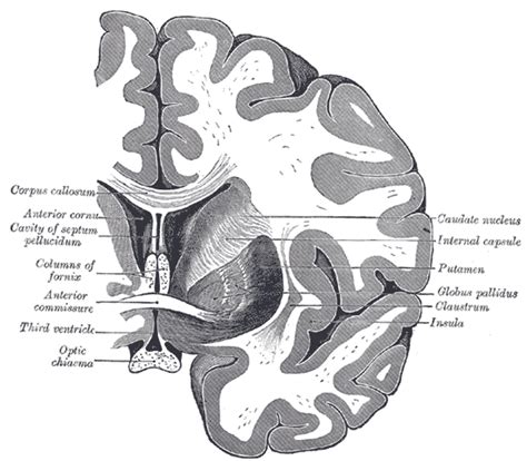 Putamen Psychology Wiki Fandom Powered By Wikia