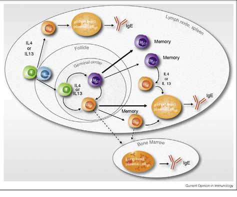Figure 1 From Targeting Ige Production In Mice And Humans Semantic Scholar