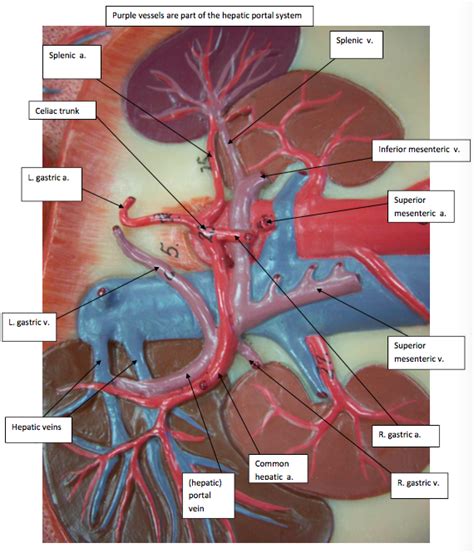 Hepatic Artery Model