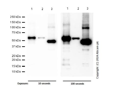 Anti Runx1 Aml1 Runx3 Runx2 Antibody Epr3099 Ab92336 Abcam