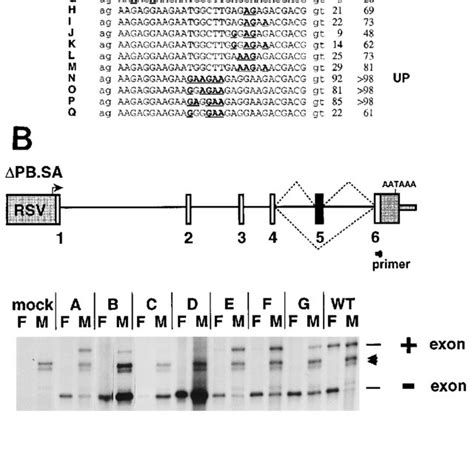 In Vitro Analysis Of Ctnt Exon 5 Mutants A Effects Of Exon 5