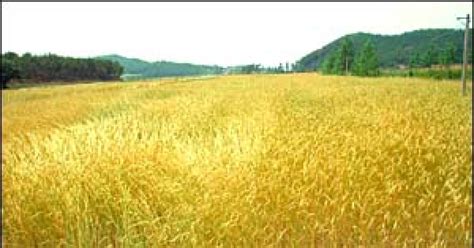 중북부 지역서 극조숙 밀 품종 첫 수확