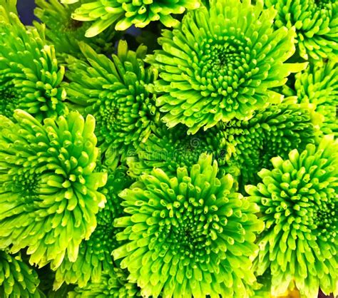 Kermit Stock Images Download 331 Royalty Free Photos