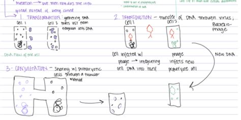 Biol 205 Exam 1 Flashcards Quizlet