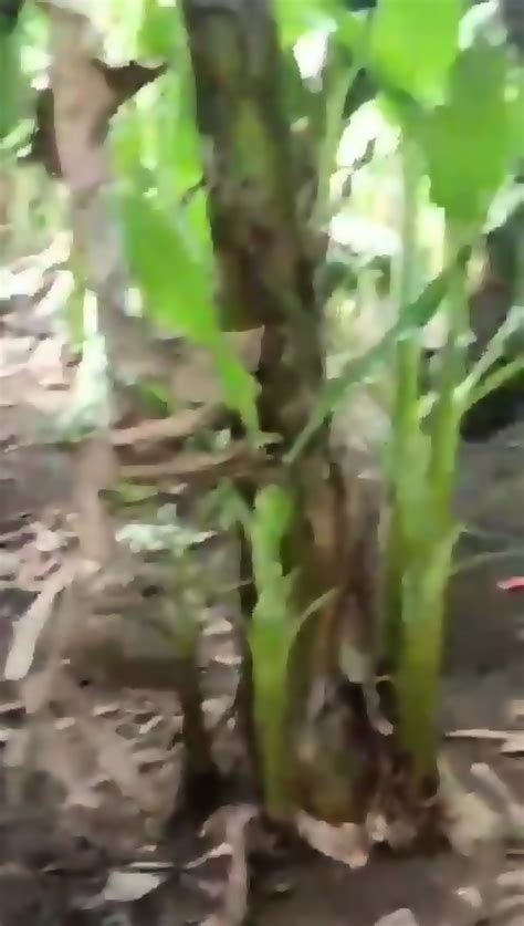 Wife Cheating Affair Caught Camera