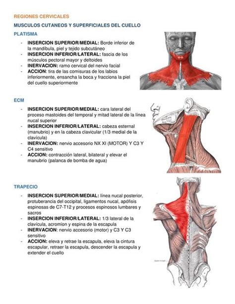 Anatomía De La Región Cervical La Columna Vertebral Conceptos