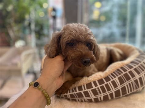 푸들 소원 대형견책임분양 미니비숑프리제책임분양 토이푸들책임분양 골든리트리버책임분양 래브라도리트리버책임분양 닥스훈트책임분양 도베르만책임분양 말티치책임분양 말티폼책임분양 보더