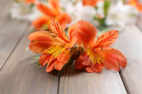 Alstroemeria Princess Diana (Peruvian Lily) – Garden