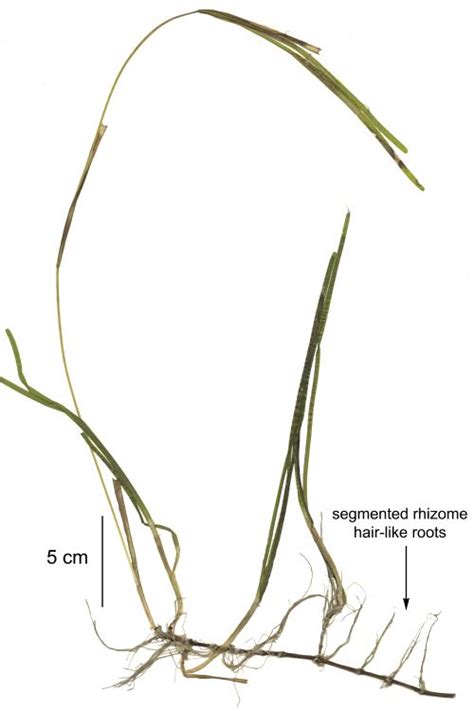 Eelgrass Phylum