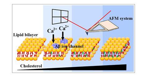 Phospholipid Bilayer Diagram With Cholesterol