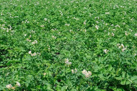 马铃薯种植园正在田野中生长高清图片下载 正版图片506147925 摄图网