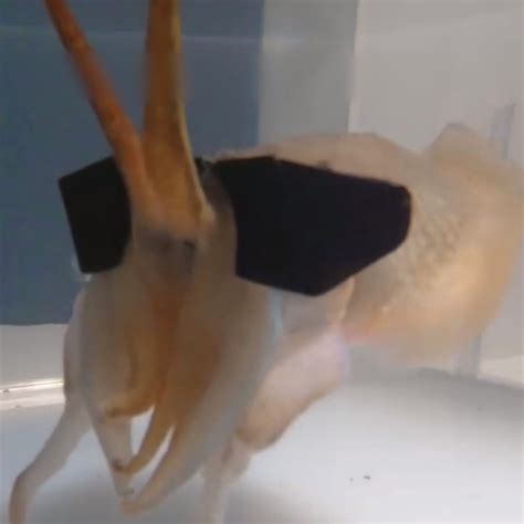 Cuttlefish Wears 3d Glasses Roceanx