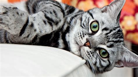 American Ringtail Cats Care And Personality What You Need To Know If
