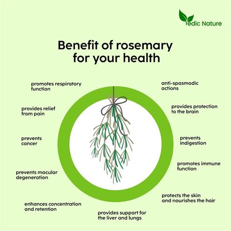 Discover The Health Benefits Of Rosemary Rosemary Benefits Spiritual
