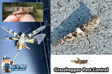 Best Grasshopper Pest Control Phoenix Az Exterminator Service Bills