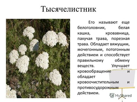 Презентация на тему: "Лекарственные растения Подмосковья Презентацию ...
