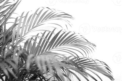 Tropical Branch Black Palm Leaf With Shadow On Transparent Background