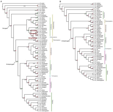 Phylogenetic Tree Constructed Using The Binary Data Of Presenceabsence