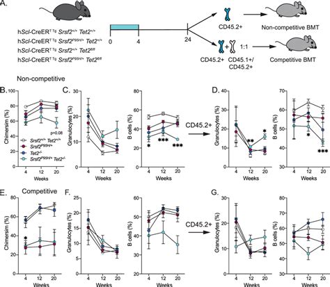 Srsf2p95htet2−− Cells Have Decreased Engraftment Capacity And