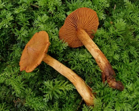 Cortinarius Rubellus Svenska