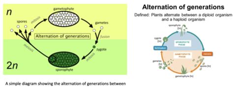 plant exam 2 part 2 flashcards quizlet