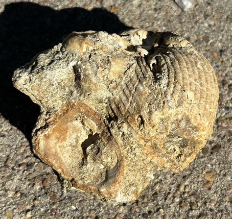 Bivalve Identification Fossil Id The Fossil Forum
