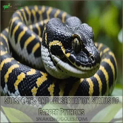 Carpet Python Facts 10 Amazing Features You Didnt Know