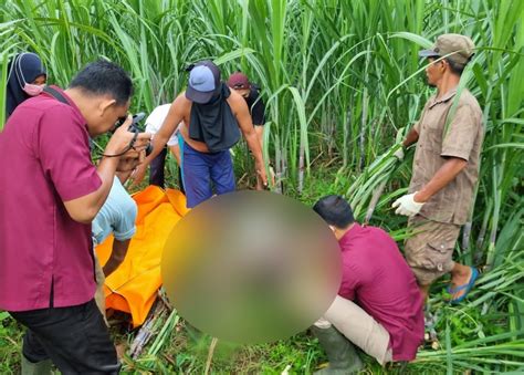 Wanita dan Bayi Ditemukan Tewas dalam Kebun Tebu di Kediri