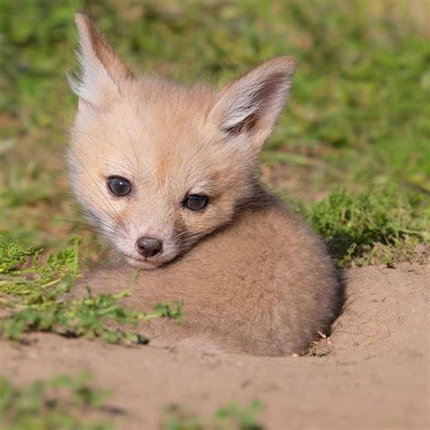 Endangered San Joaquin Kit Fox Pup Wild By Tin Man Lee Fox Pups