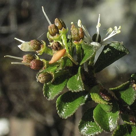 Leionema Lamprophyllum