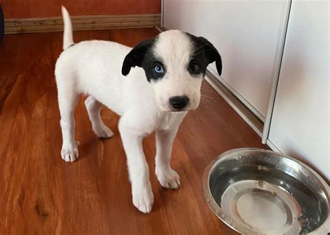 Adoption De Roxane Indéfinie Chien Berger Région Pays De La Loire