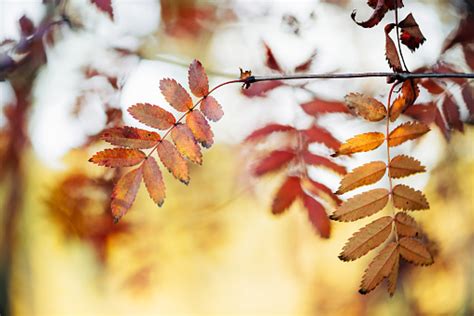 일출에 보케 배경에 가을 숲에서 야생 로완 가지 일몰 클로즈업에 오렌지 빨간 잎 가을 삼림 지대배경과 햇빛에 다채로운 풍부한 식물 백라이트에서 가을 로완 잎 가을에 대한
