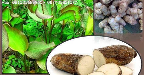 Budidaya Ganyong Dengan Mudah Di Polybag Sebagai Pengganti Nasi Jual Polybag Murah