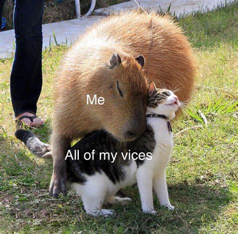 I Made A Capybara Meme Scrolller