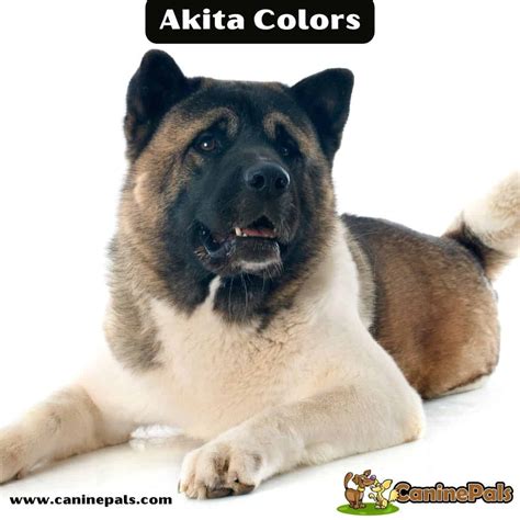 Should You Neuter Your Akita Should You Neuter Your Akita